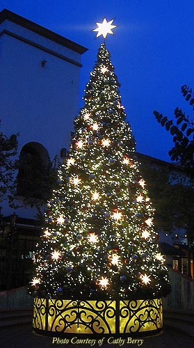 OREGON CASCADE FIR, NORTHWEST CONIFER AND ROCKY MOUNTAIN PINE TREES