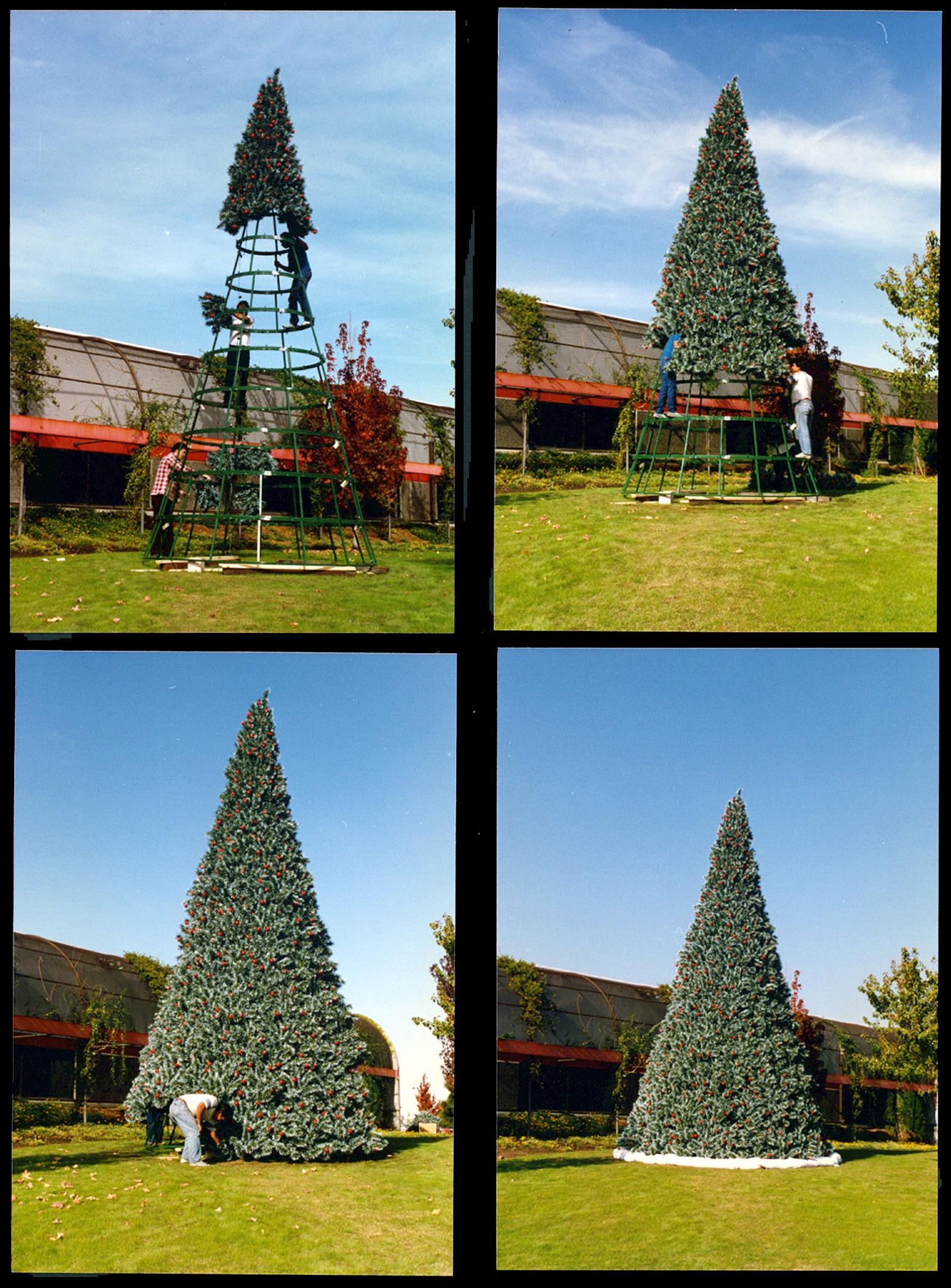 OREGON CASCADE FIR, NORTHWEST CONIFER AND ROCKY MOUNTAIN PINE TREES