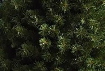 TANNENBAUM TOWER TREES