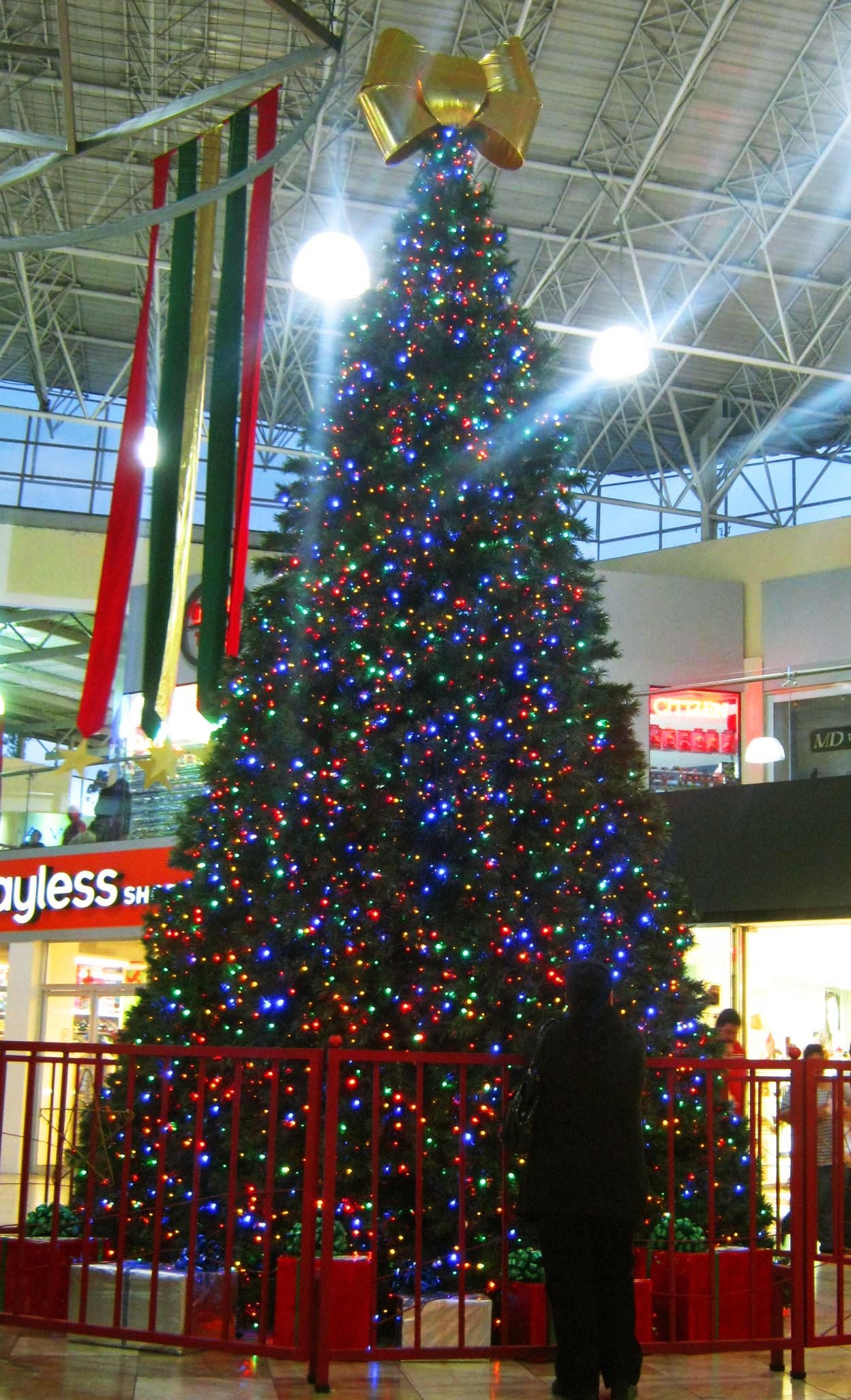 OREGON CASCADE FIR, NORTHWEST CONIFER AND ROCKY MOUNTAIN PINE TREES
